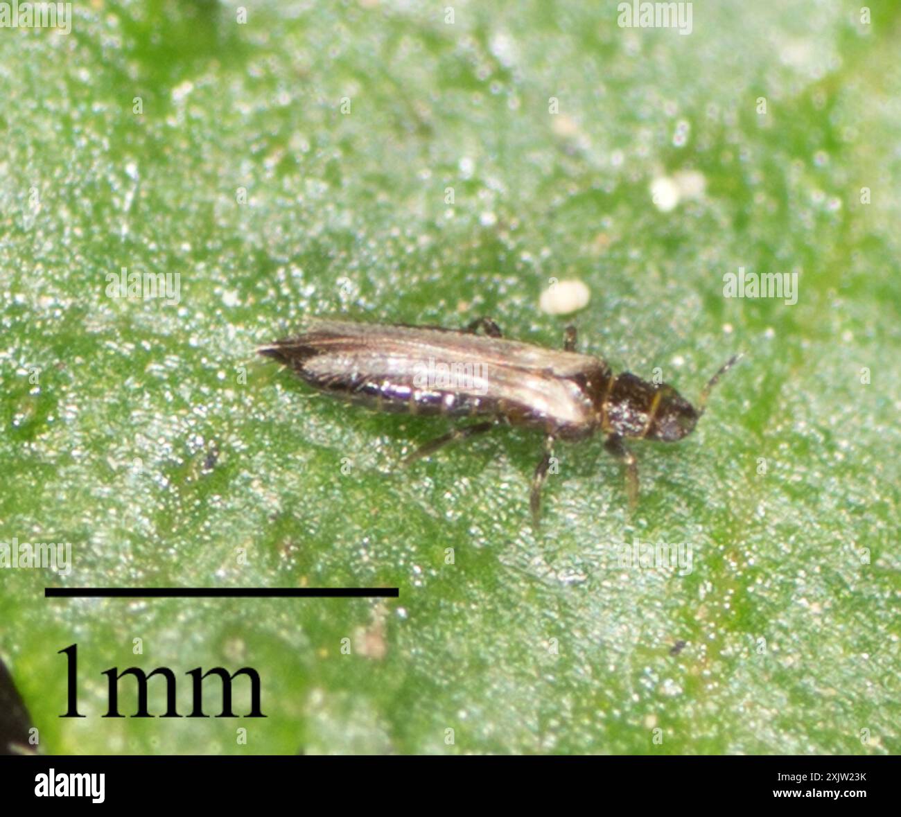 Thrips (Thysanoptera) Insecta Stock Photo - Alamy