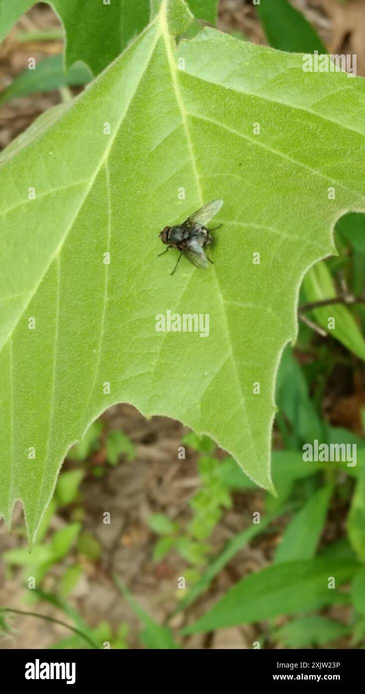 Cluster Flies (Pollenia) Insecta Stock Photo - Alamy