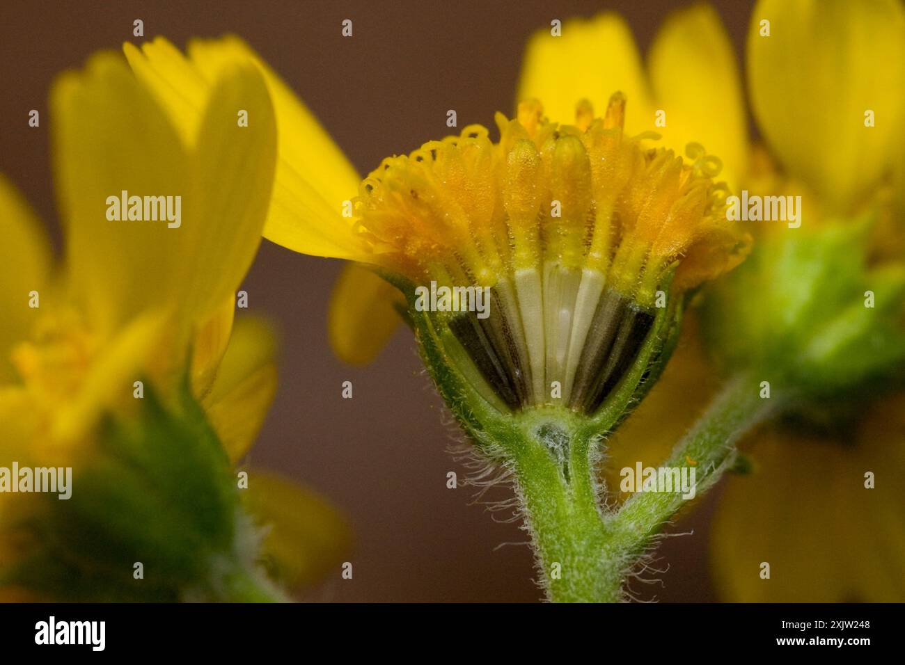 Hymenothrix dissecta hi-res stock photography and images - Alamy