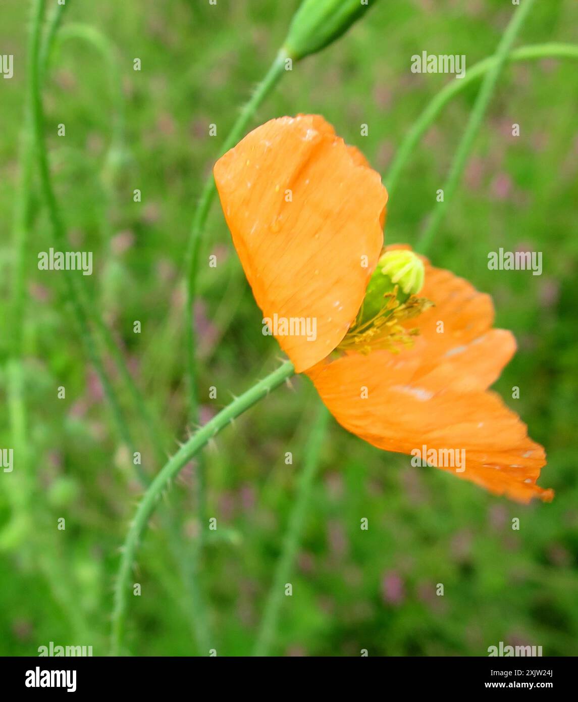 Bristle Poppy (Papaver aculeatum) Plantae Stock Photo - Alamy
