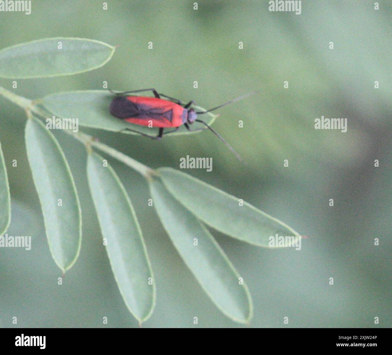 Scarlet Plant Bugs (Lopidea) Insecta Stock Photo - Alamy