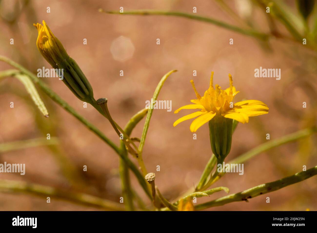 Chinchweed (Pectis papposa) Plantae Stock Photo - Alamy