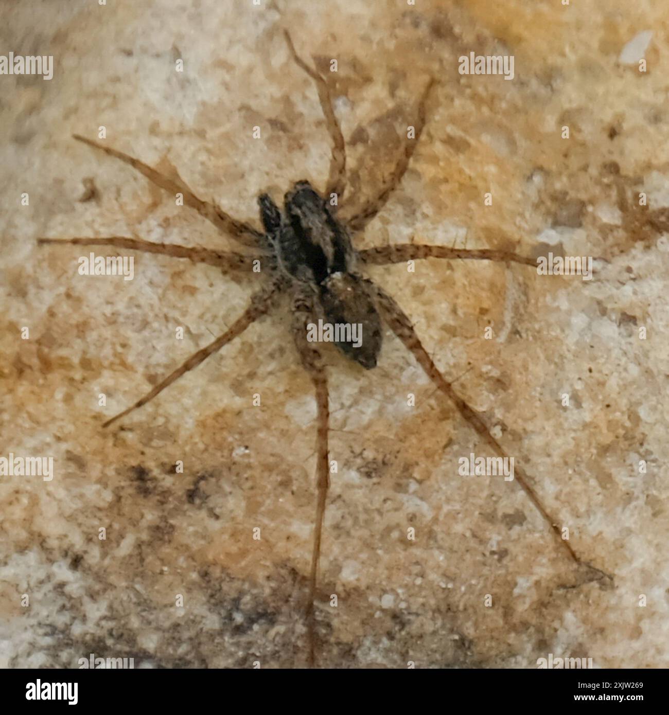 Thin-legged Wolf Spiders (Pardosa) Arachnida Stock Photo - Alamy