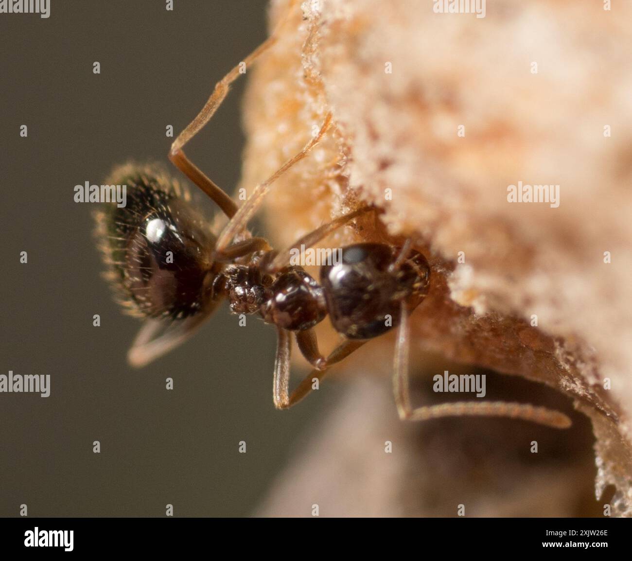 American Winter Ant (Prenolepis imparis) Insecta Stock Photo - Alamy