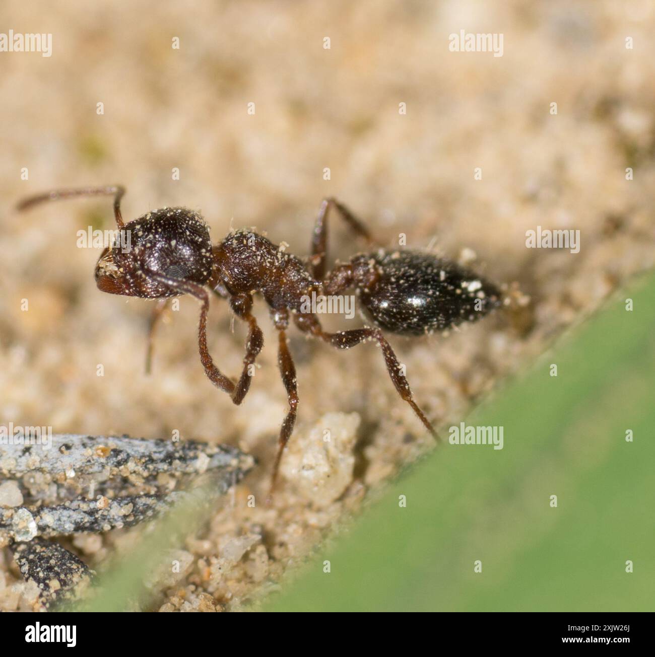 Acrobat Ants and Cocktail Ants (Crematogaster) Insecta Stock Photo - Alamy