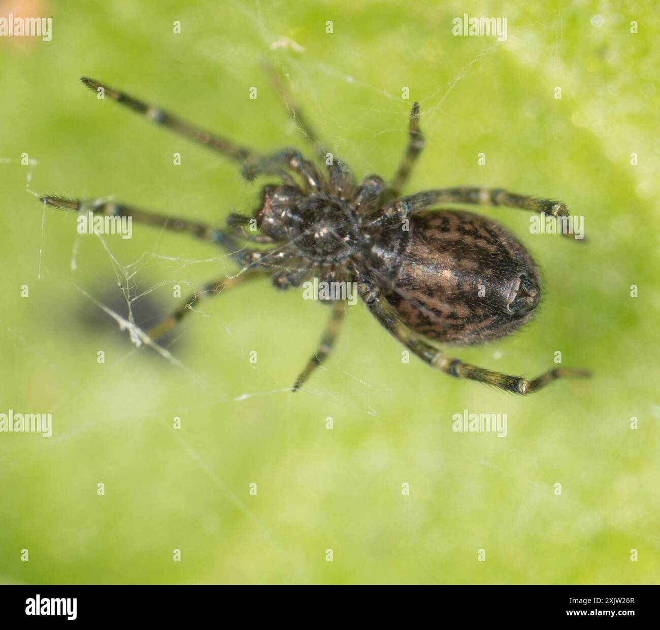 Spiders (Araneae) Arachnida Stock Photo - Alamy