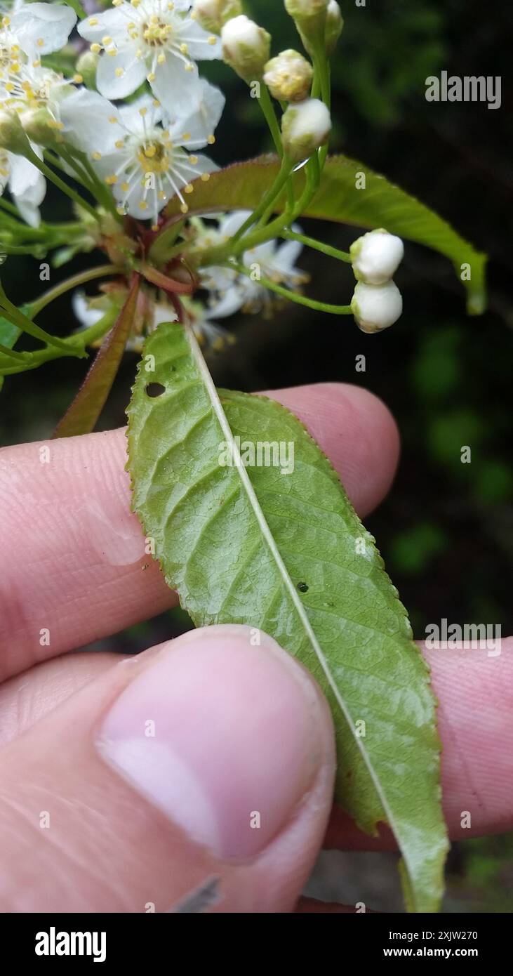 fire cherry (Prunus pensylvanica) Plantae Stock Photo - Alamy