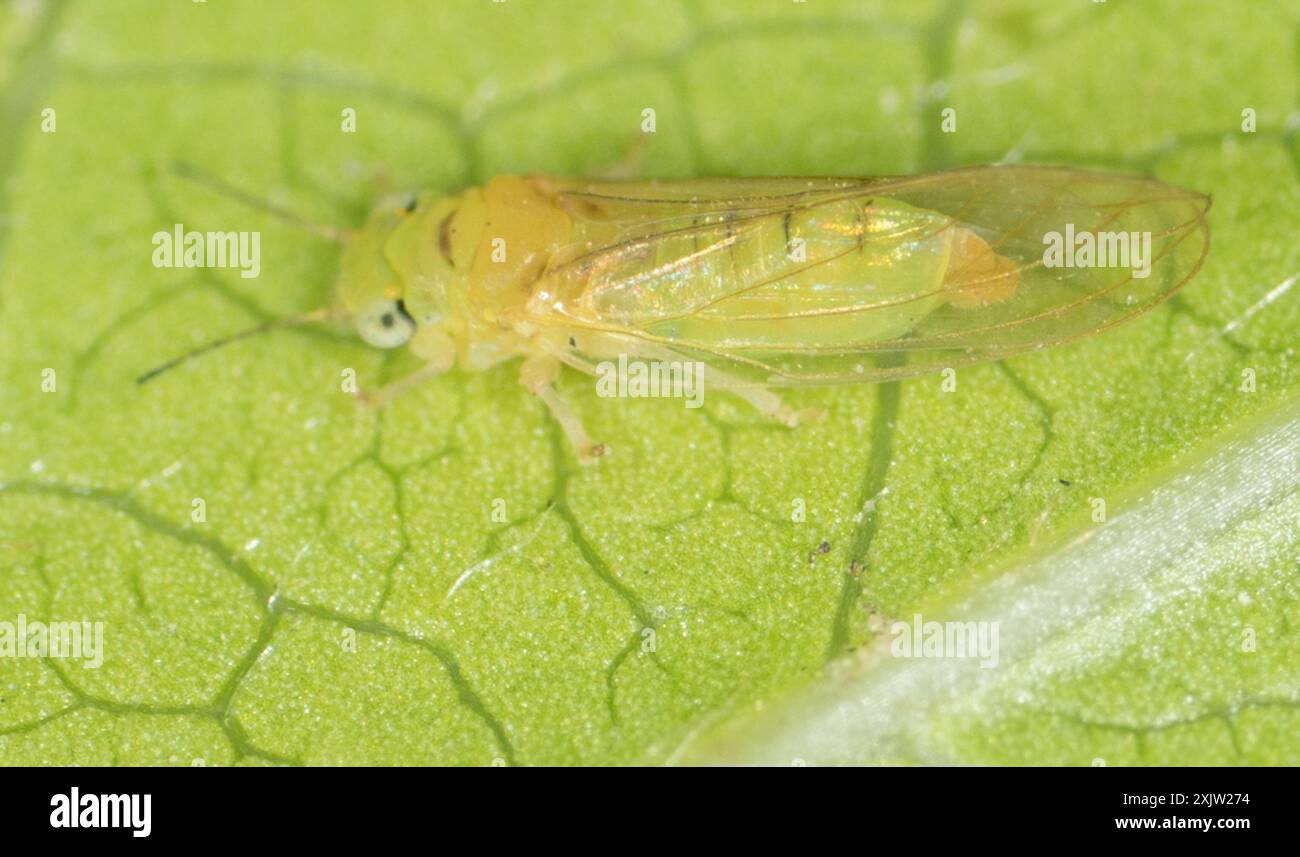 Spotted Gum Lerp Psyllid (Eucalyptolyma maideni) Insecta Stock Photo ...