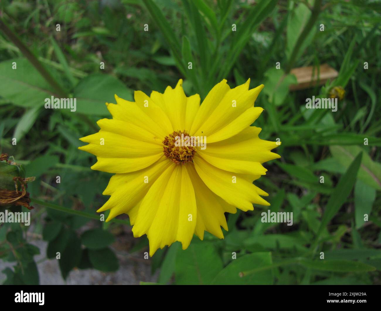 Lance-leaved Coreopsis (Coreopsis lanceolata) Plantae Stock Photo - Alamy