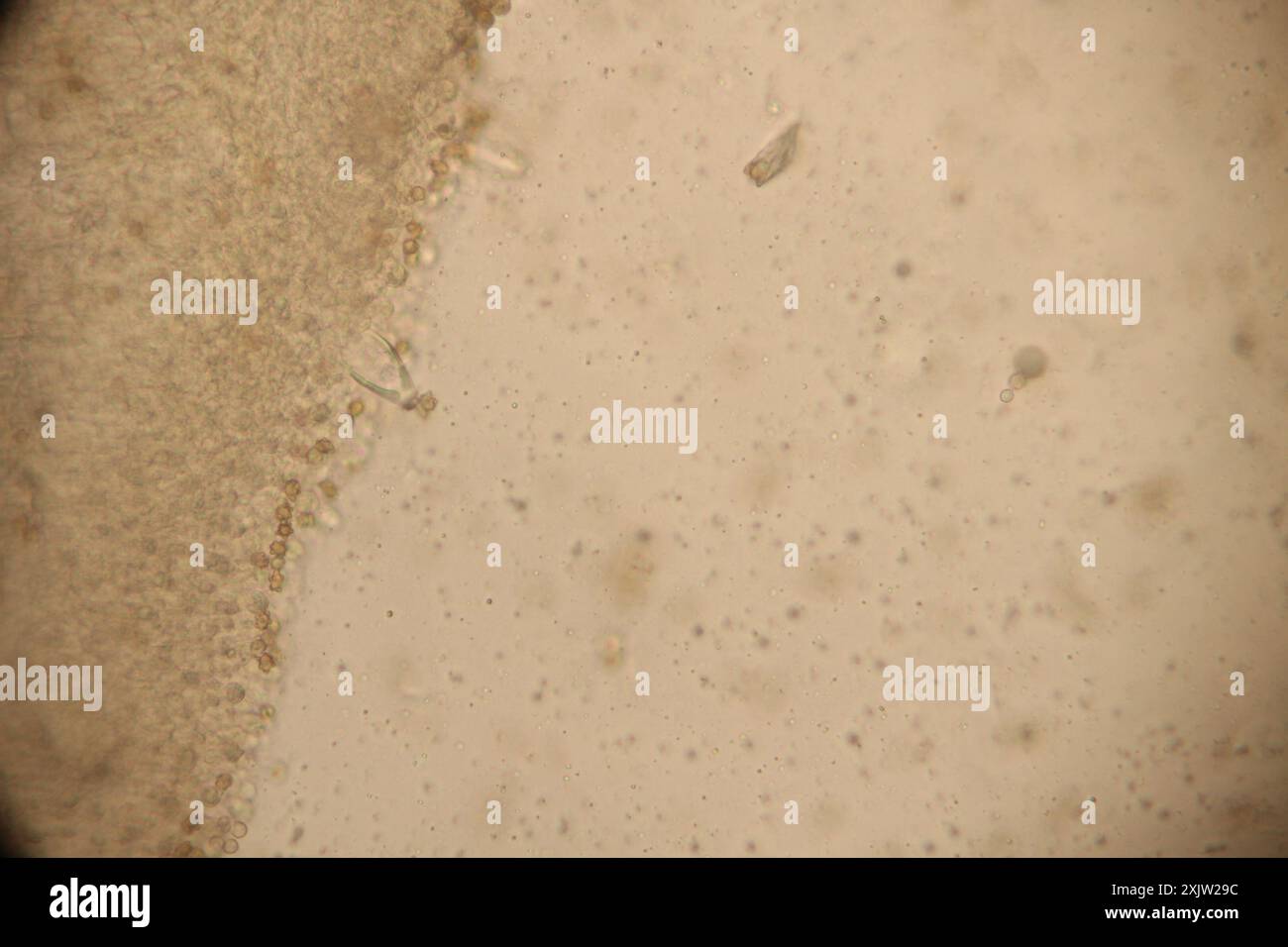 Napipes hi-res stock photography and images - Alamy