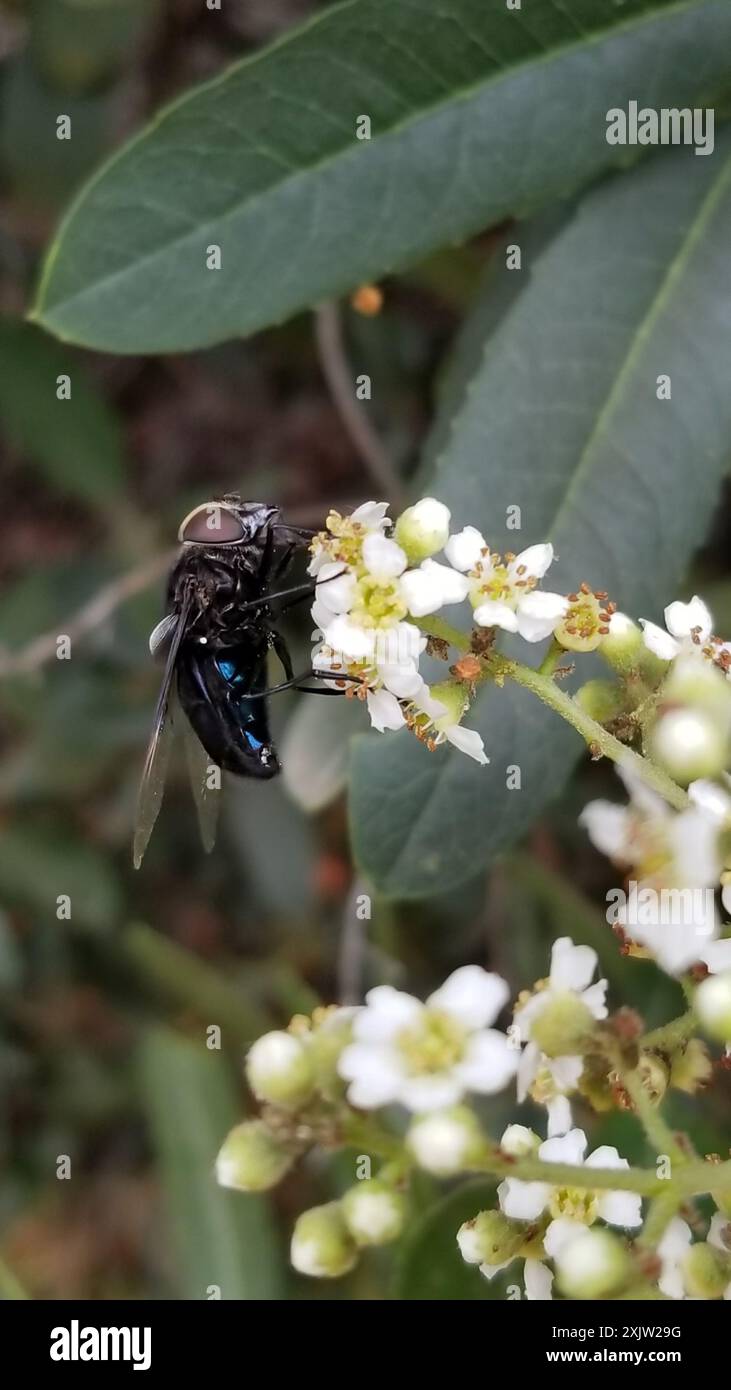 Mexican Cactus Fly (Copestylum mexicanum) Insecta Stock Photo - Alamy