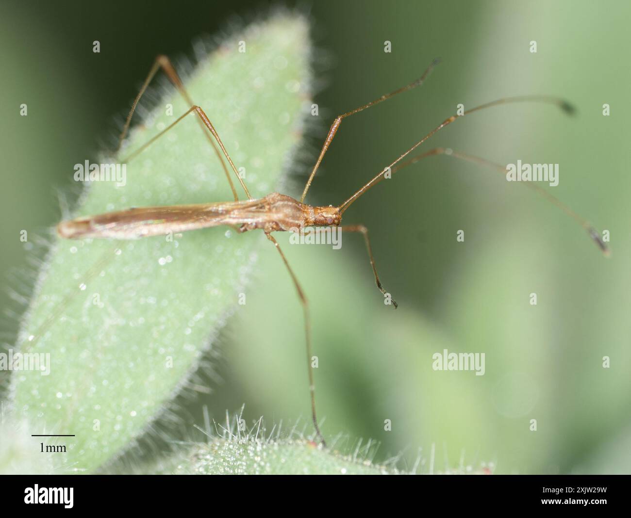 Stilt Bugs (Berytidae) Insecta Stock Photo - Alamy