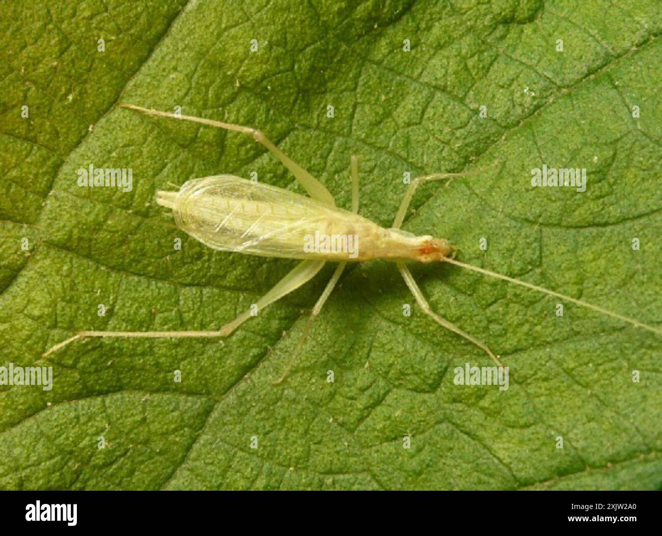 Narrow-winged Tree Cricket (Oecanthus niveus) Insecta Stock Photo - Alamy