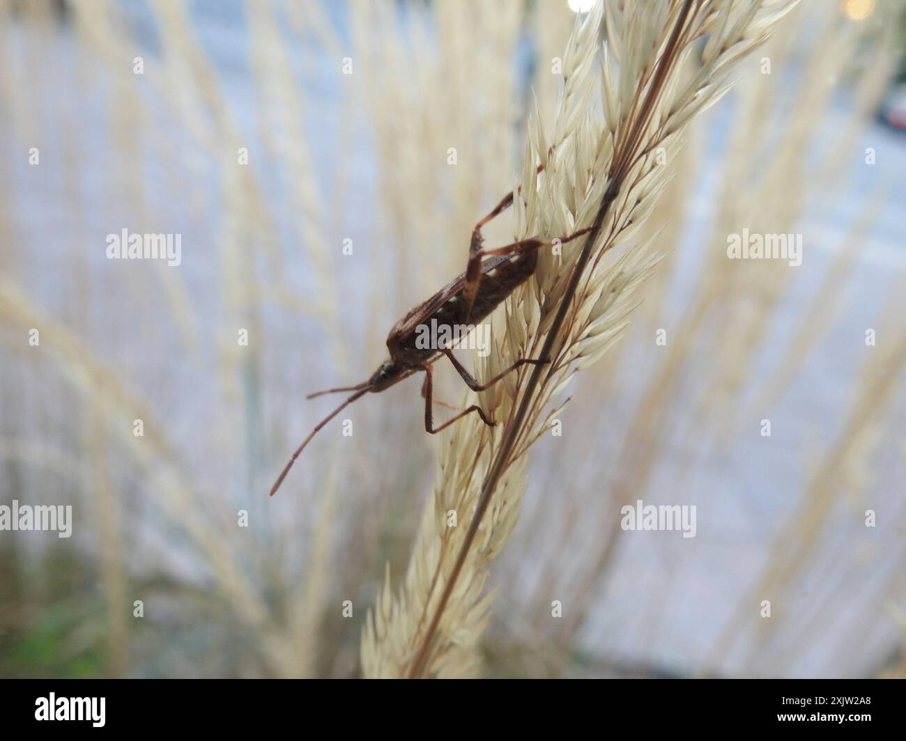 Western Conifer Seed Bug (Leptoglossus occidentalis) Insecta Stock ...