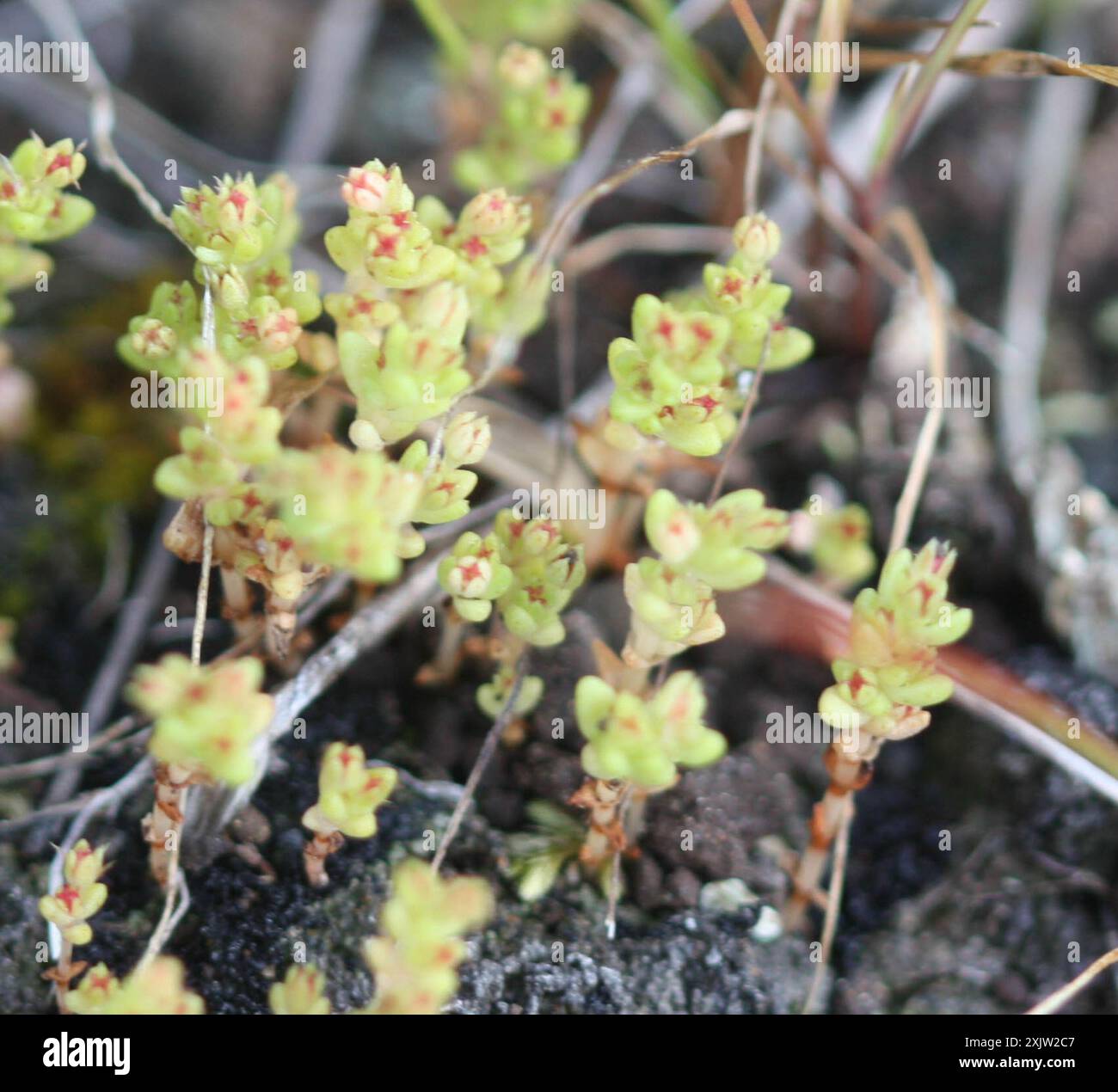 sand pygmyweed (Crassula connata) Plantae Stock Photo - Alamy