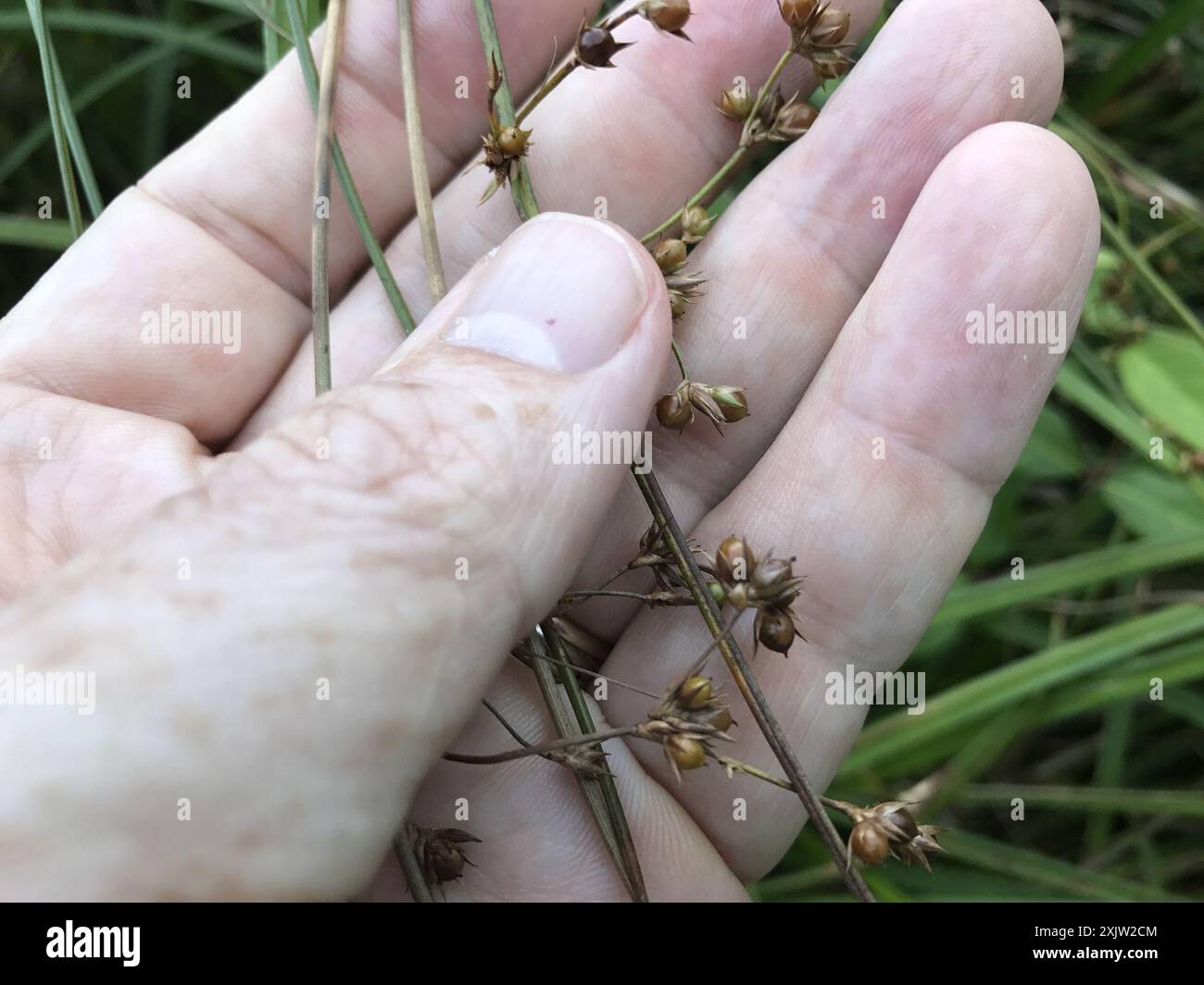 Leathery Rush (Juncus coriaceus) Plantae Stock Photo - Alamy