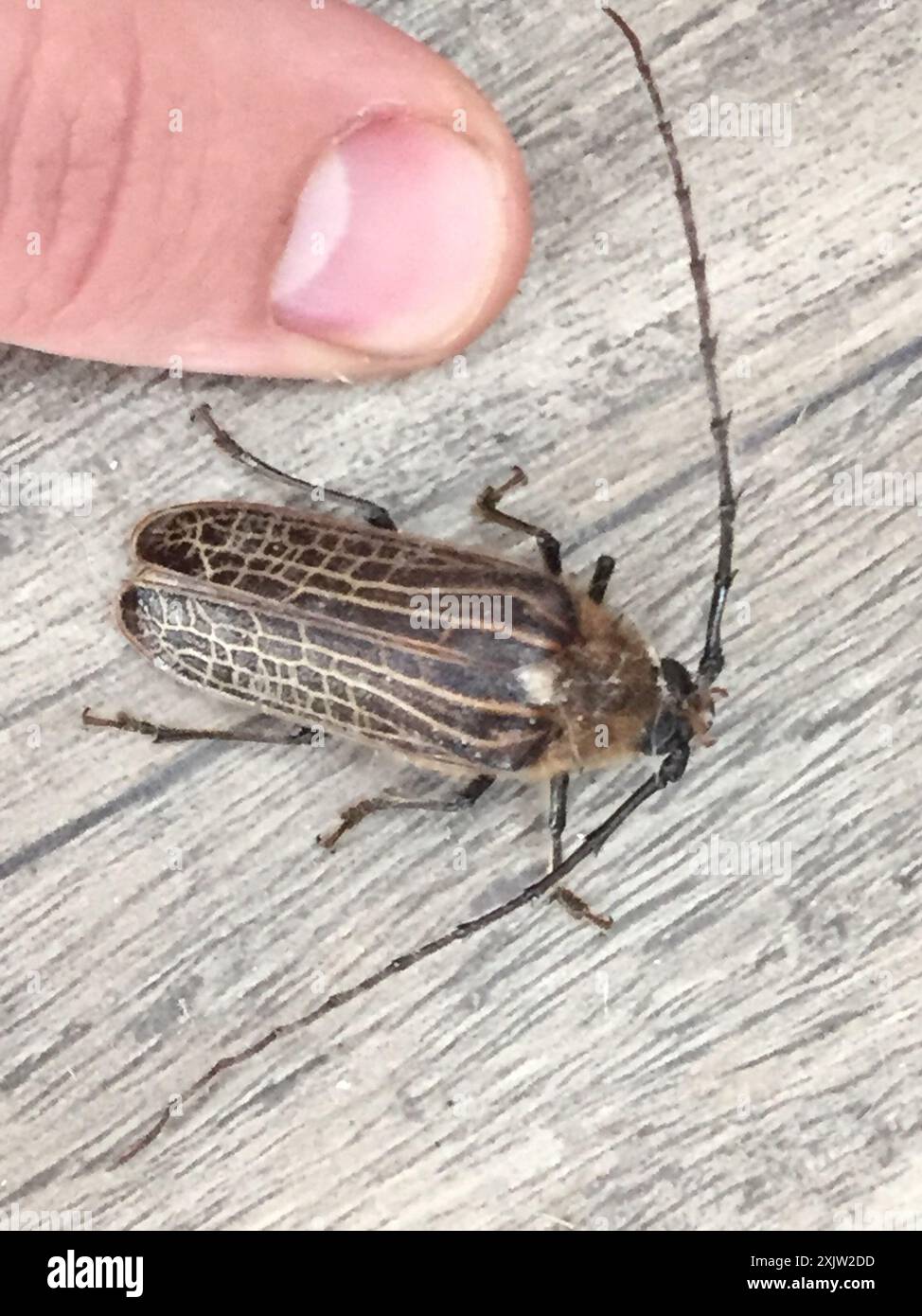 Huhu (Prionoplus reticularis) Insecta Stock Photo - Alamy