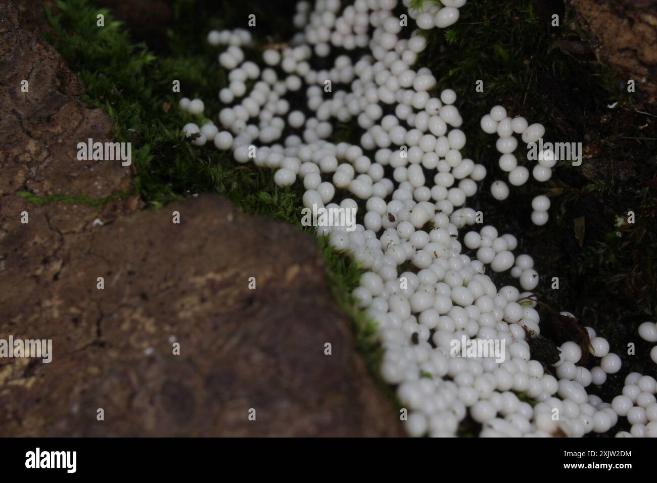 Trichia varia hi-res stock photography and images - Alamy