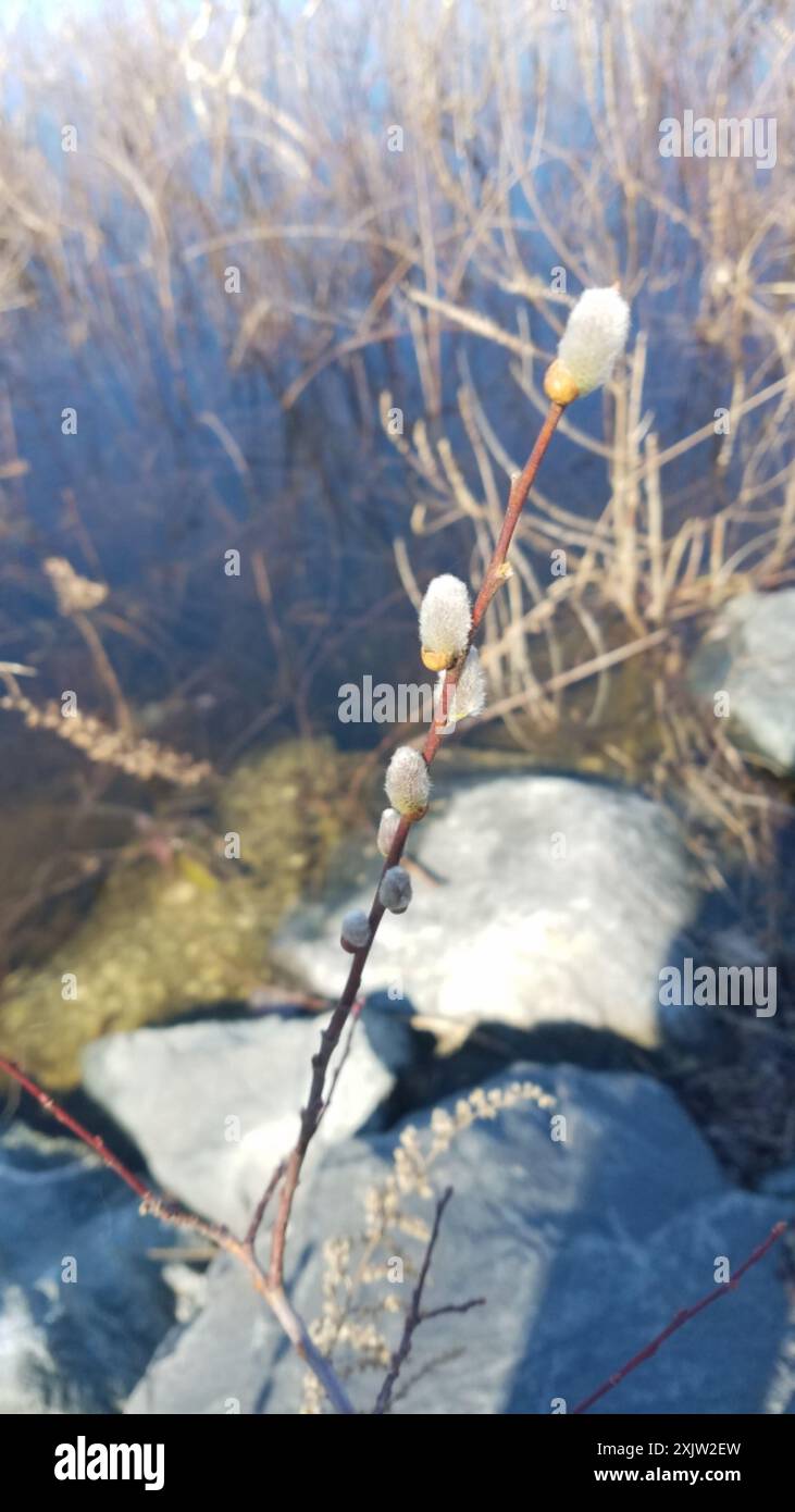 pussy willow (Salix discolor) Plantae Stock Photo - Alamy