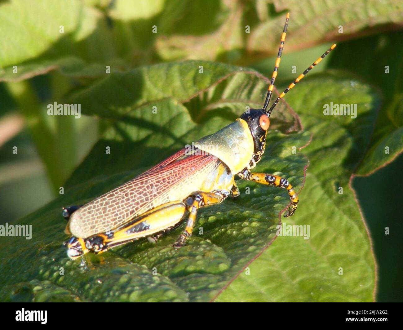 (Zonocerus elegans elegans) Insecta Stock Photo - Alamy