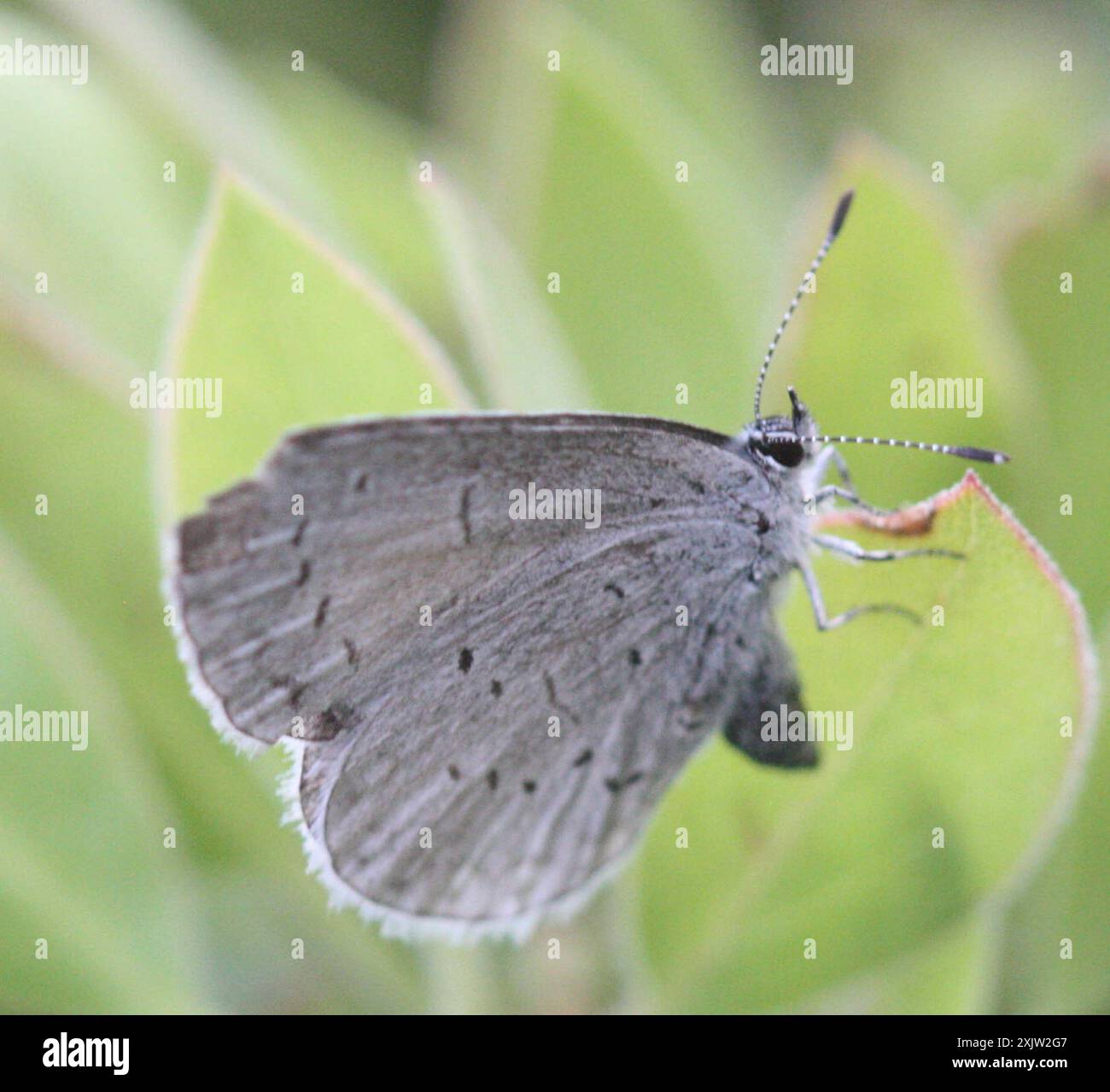 Echo Azure (Celastrina echo) Insecta Stock Photo - Alamy