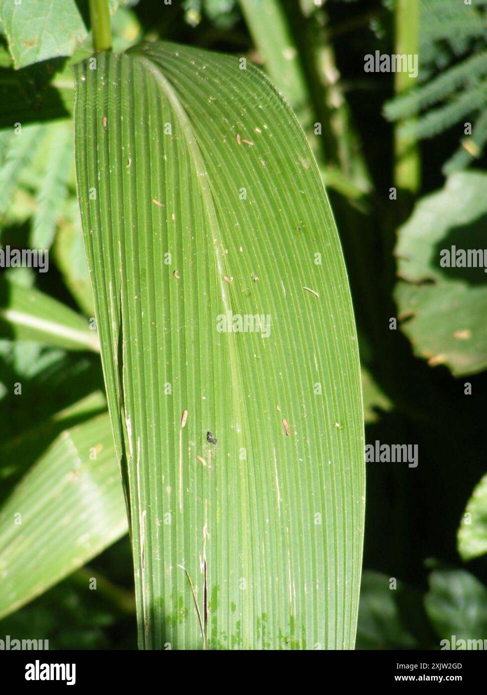 Broadleaf Bristlegrass (Setaria megaphylla) Plantae Stock Photo - Alamy