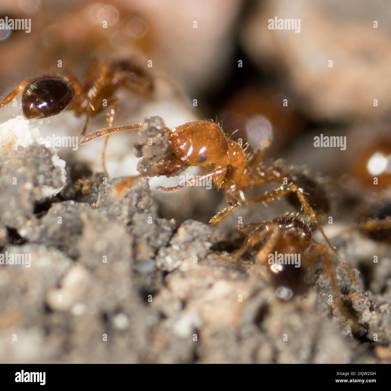 Southern fire ant hi-res stock photography and images - Alamy