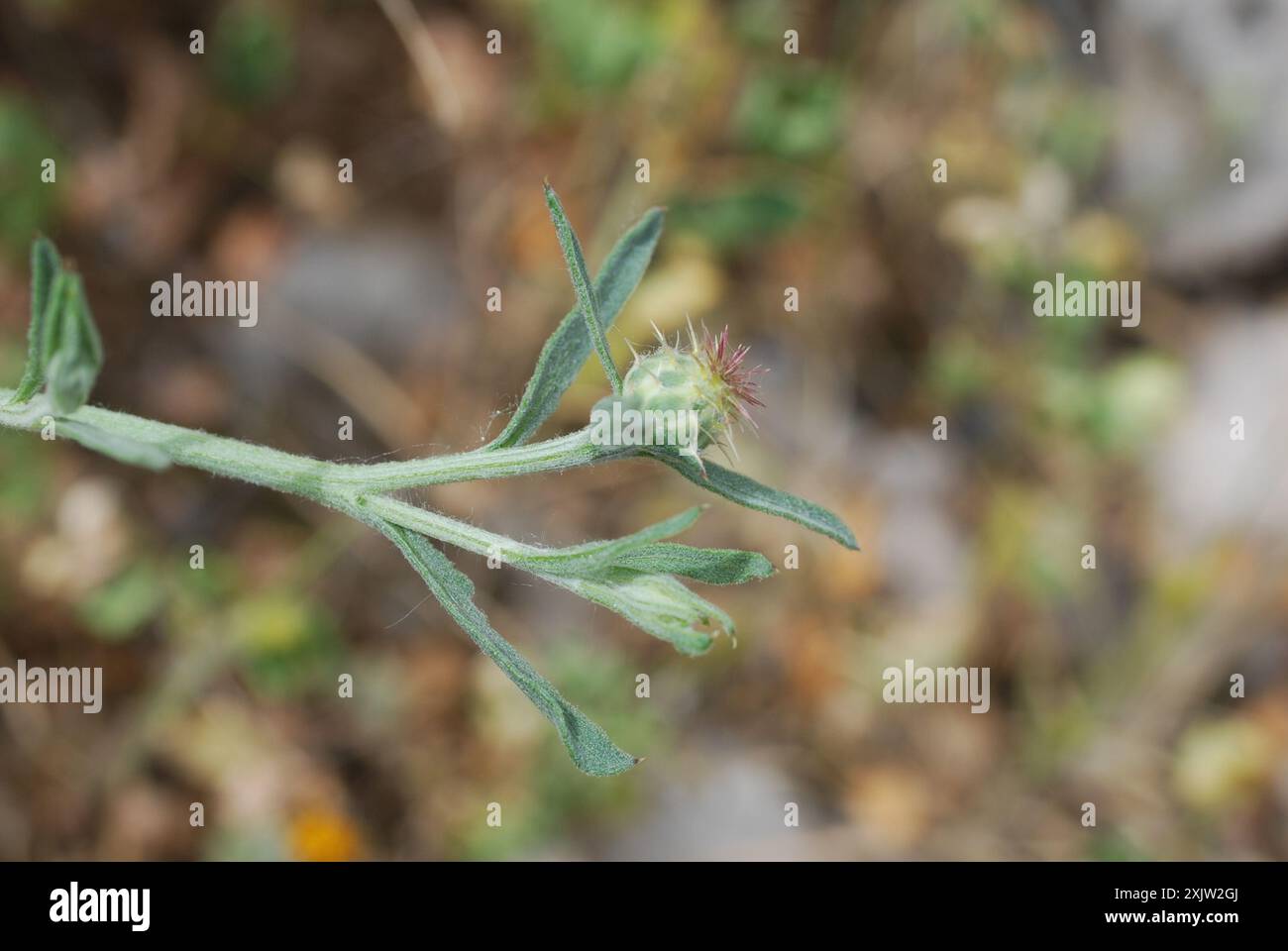 (Centaurea aspera aspera) Plantae Stock Photo - Alamy