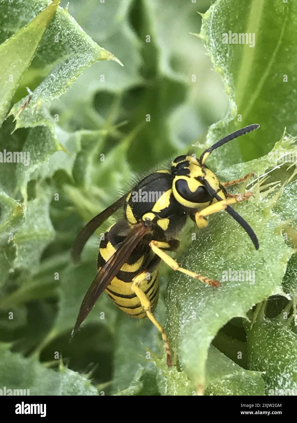 Western Yellowjacket (Vespula pensylvanica) Insecta Stock Photo - Alamy