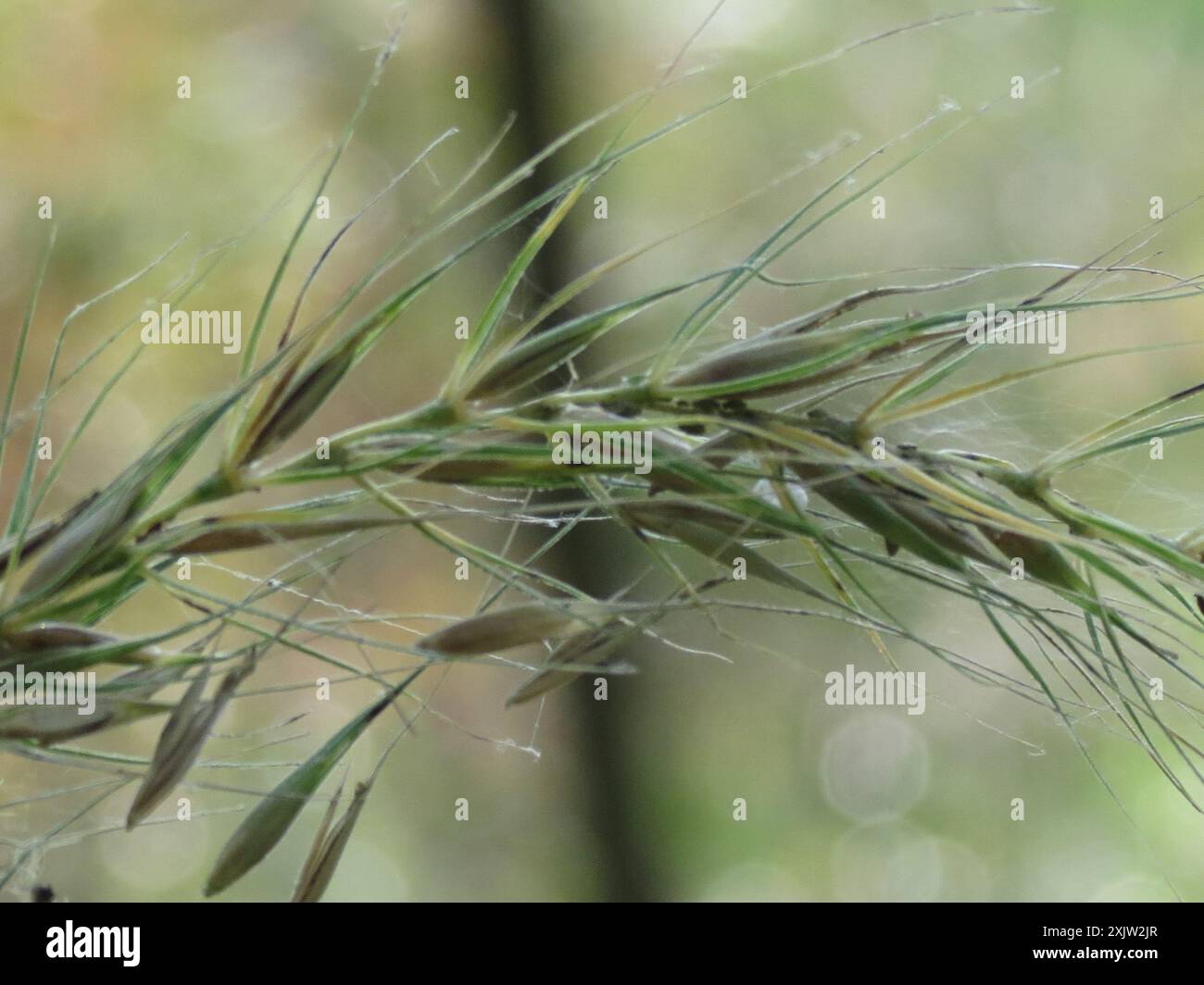 Wild Ryes and Wheatgrasses (Elymus) Plantae Stock Photo - Alamy