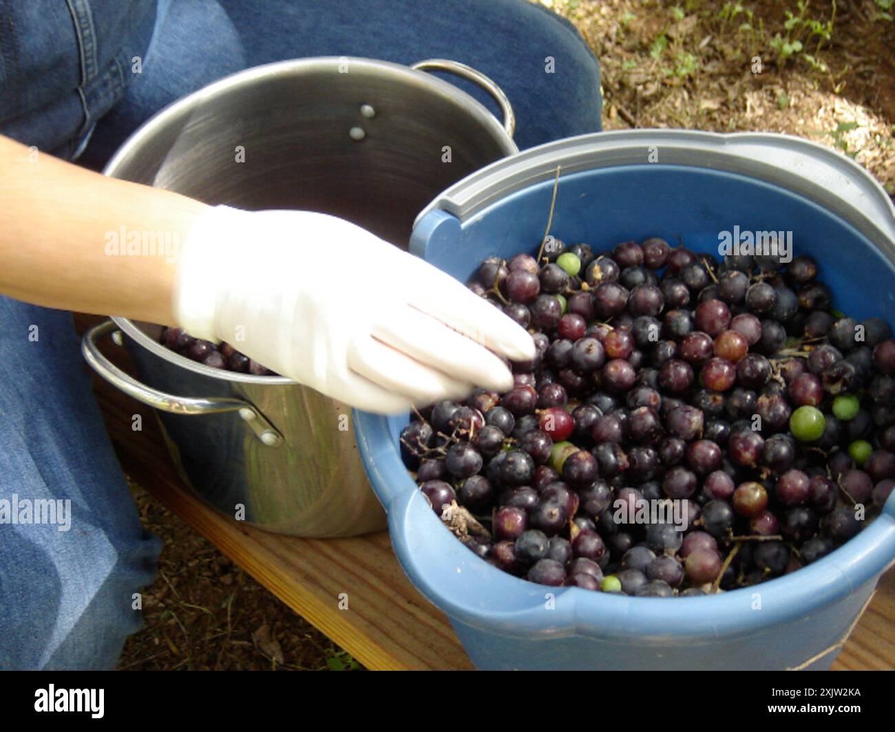 mustang grape (Vitis mustangensis) Plantae Stock Photo - Alamy