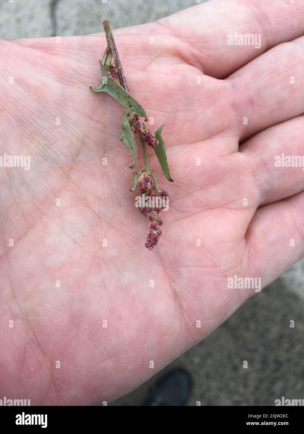 Saltbushes (Atriplex) Plantae Stock Photo - Alamy