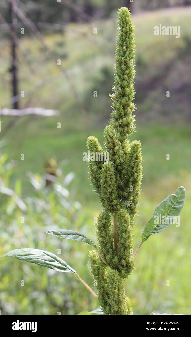 powell's amaranth (Amaranthus powellii) Plantae Stock Photo - Alamy