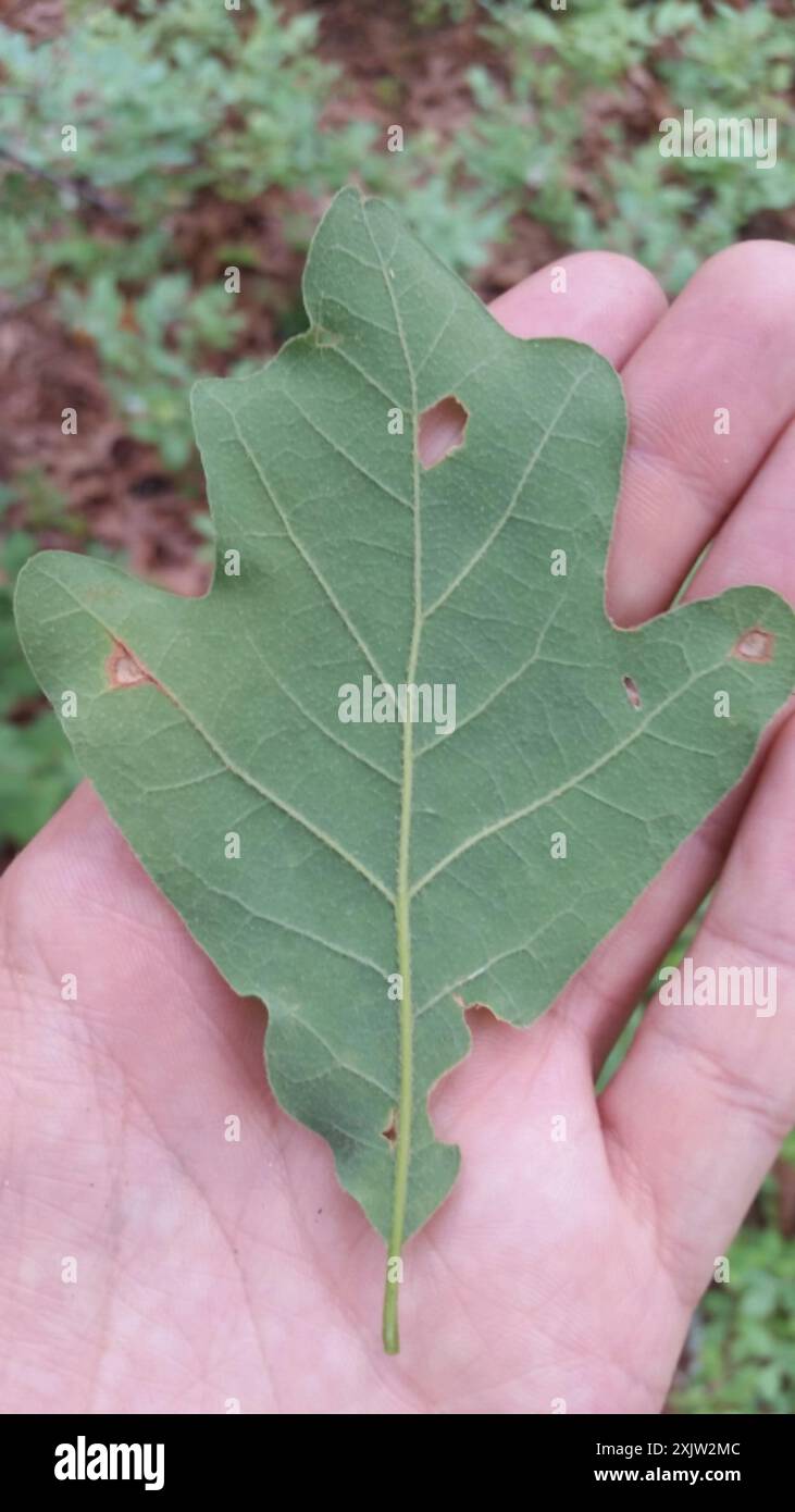 sand post oak (Quercus margaretiae) Plantae Stock Photo - Alamy