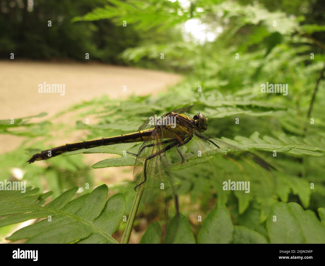 Black-shouldered Spinyleg (Dromogomphus spinosus) Insecta Stock Photo ...