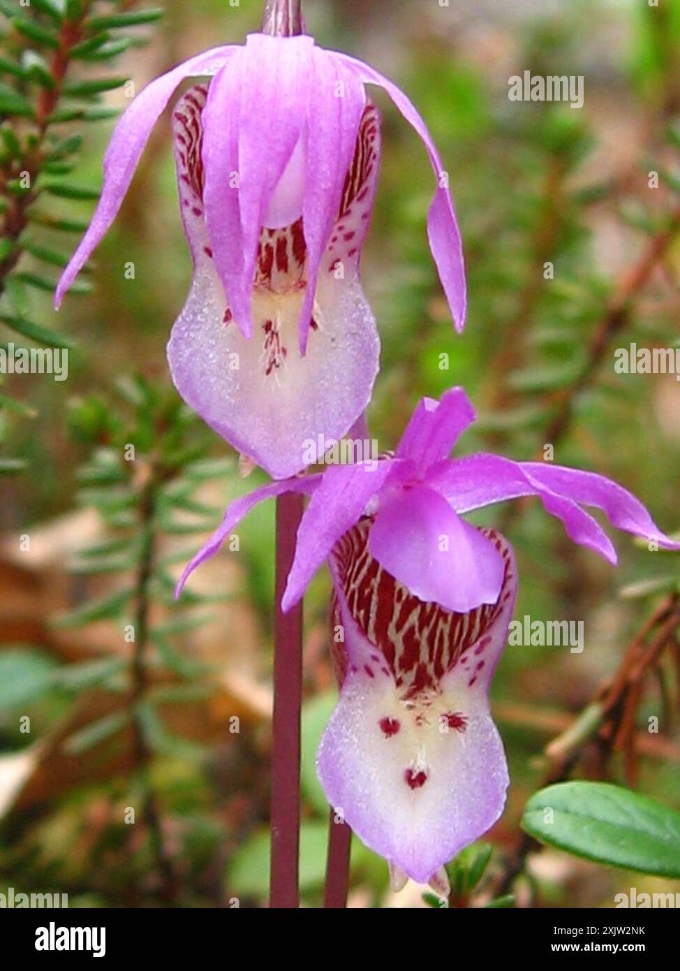 Eastern Fairy-slipper (Calypso bulbosa americana) Plantae Stock Photo ...