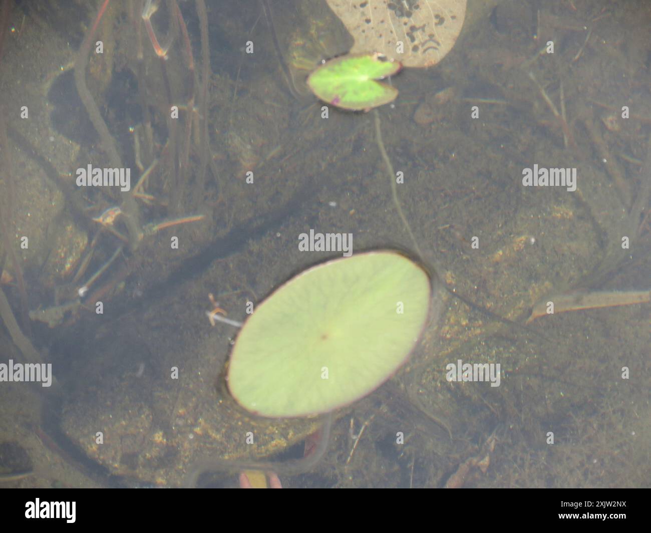 little floatingheart (Nymphoides cordata) Plantae Stock Photo - Alamy