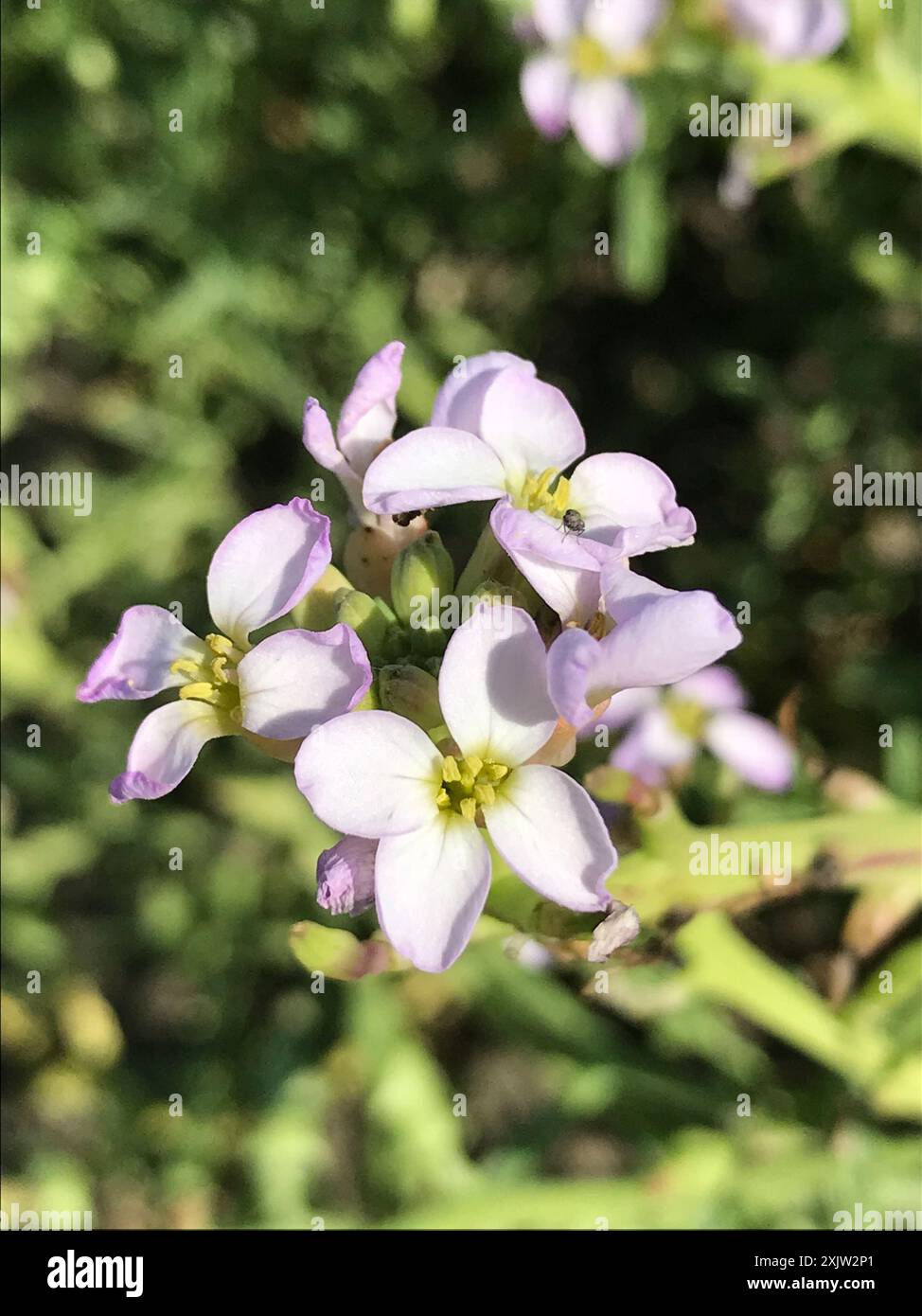 European Searocket (Cakile maritima) Plantae Stock Photo - Alamy