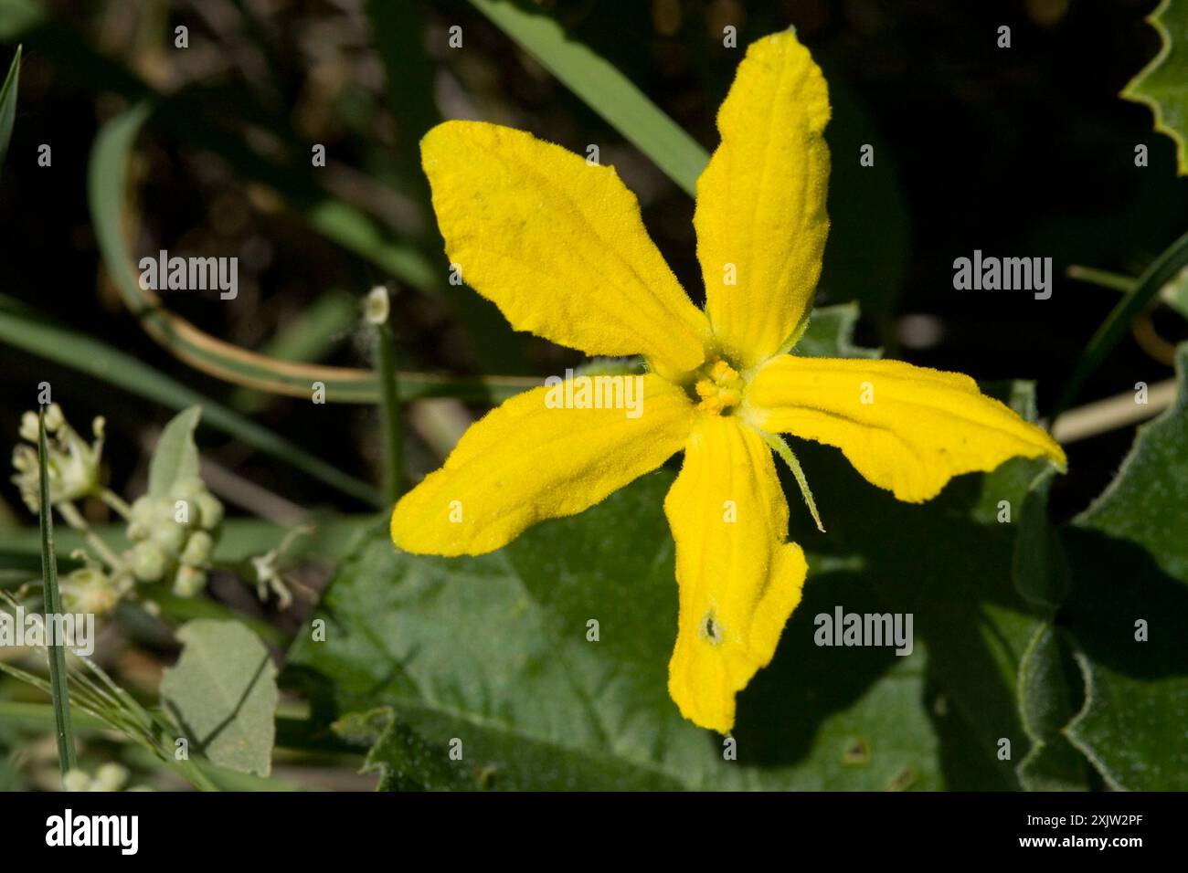 melon loco (Apodanthera undulata) Plantae Stock Photo - Alamy