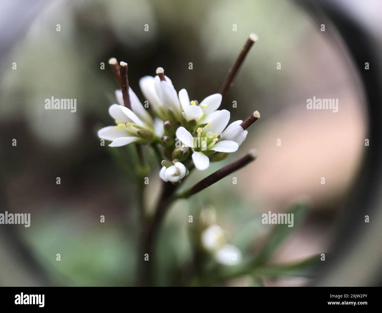 Bittercresses and Toothworts (Cardamine) Plantae Stock Photo - Alamy