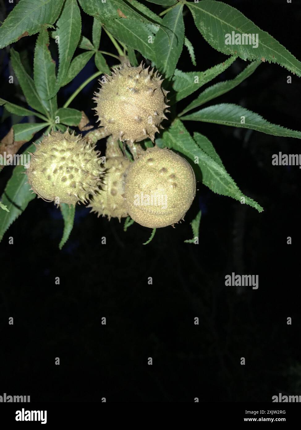 Texas Buckeye (Aesculus glabra arguta) Plantae Stock Photo - Alamy