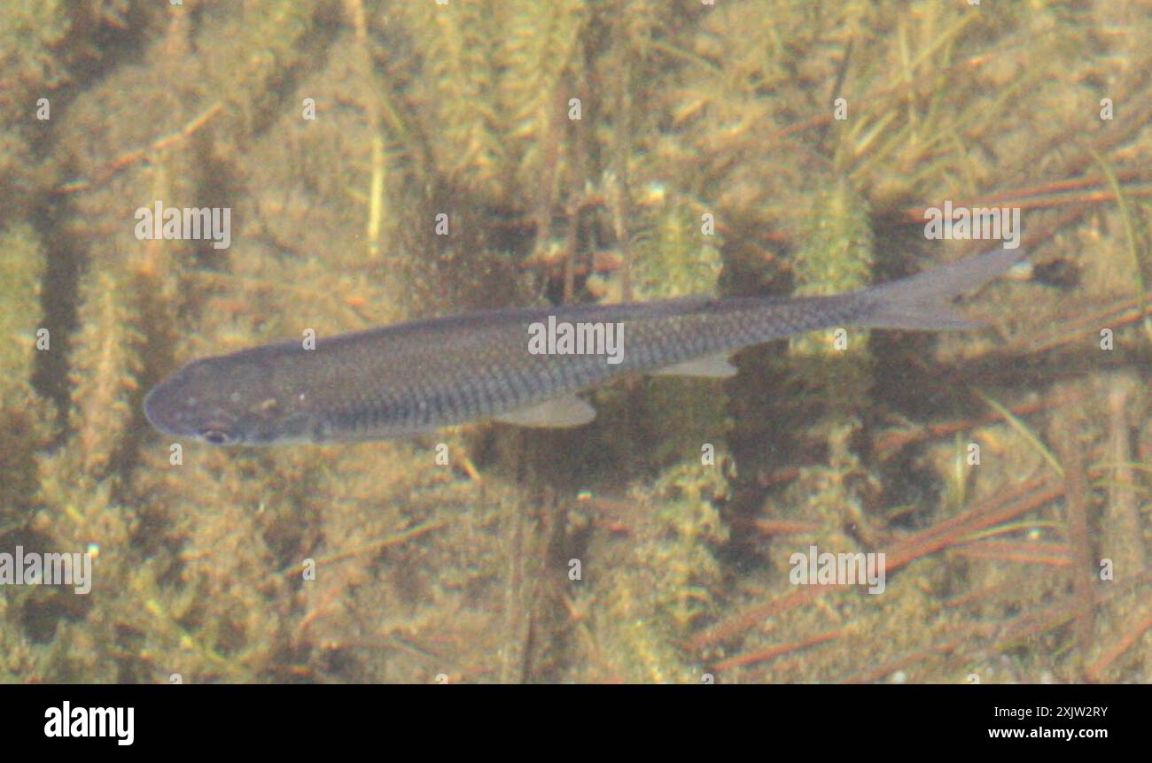 Carps and Minnows (Cyprinoidei) Actinopterygii Stock Photo - Alamy