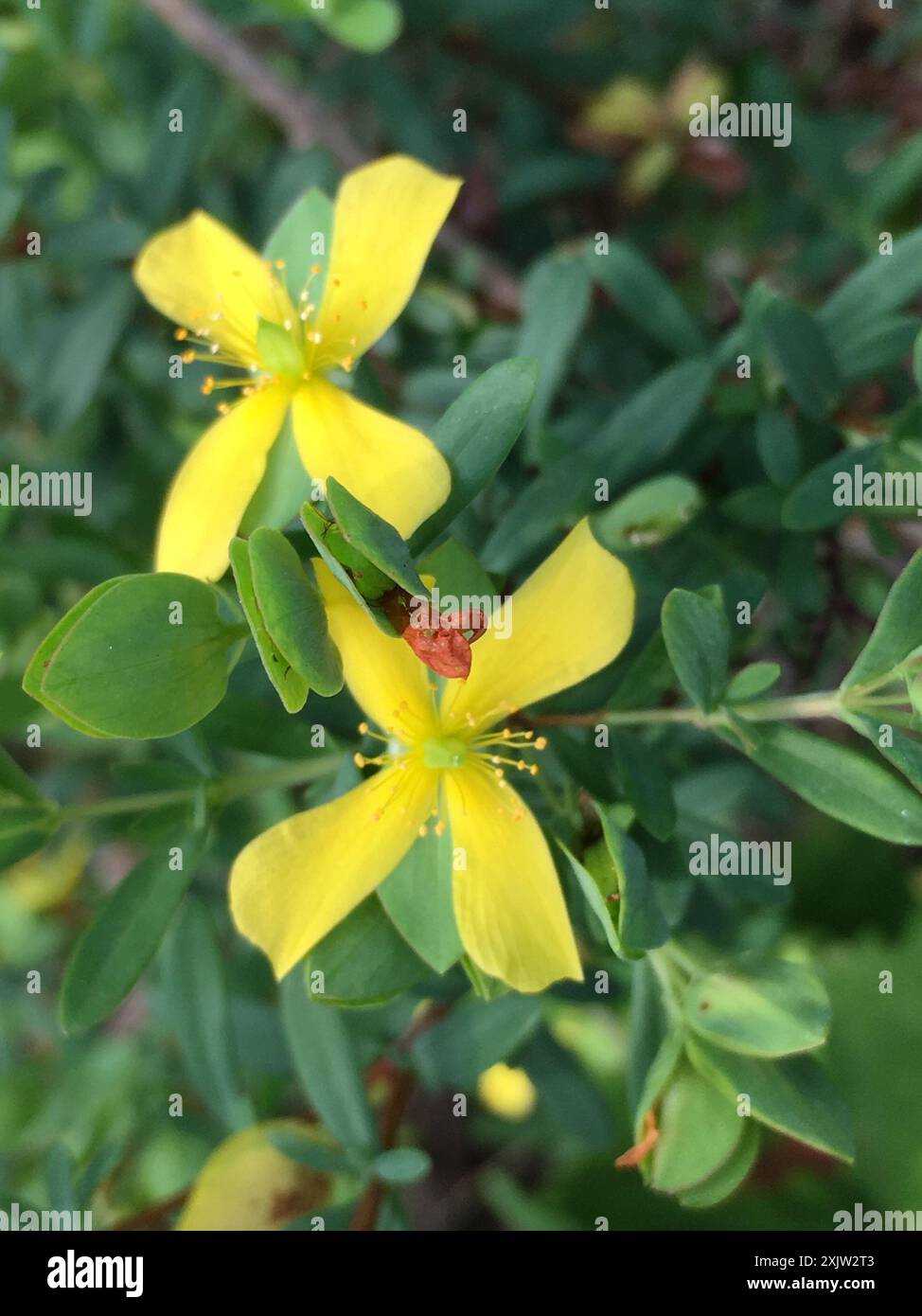 St. Andrew's cross (Hypericum hypericoides) Plantae Stock Photo - Alamy