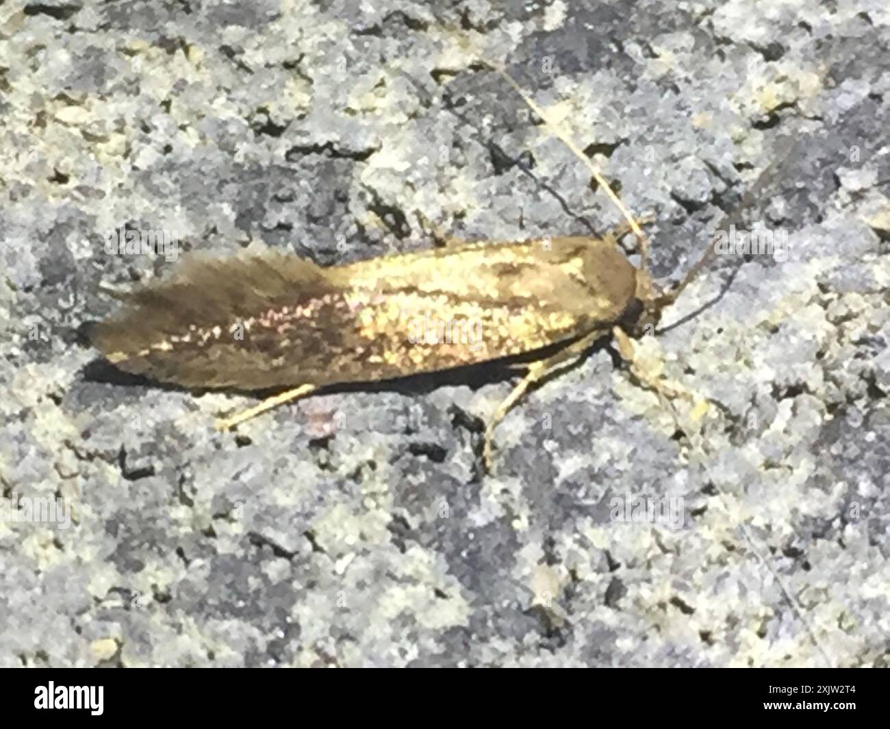 Detritus Moth (Opogona omoscopa) Insecta Stock Photo - Alamy