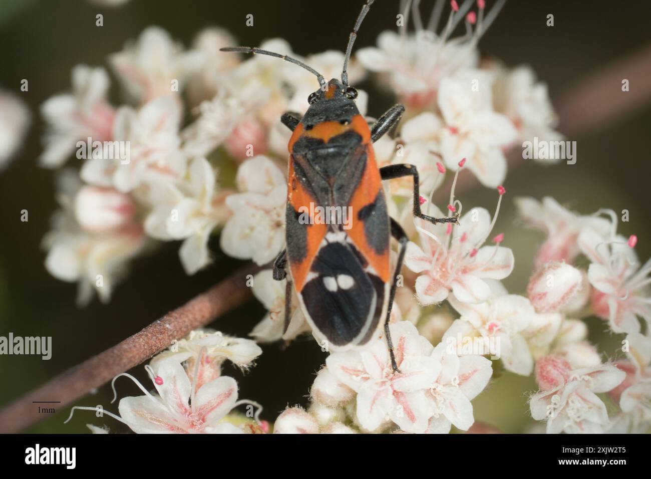 Small Milkweed Bug (Lygaeus kalmii) Insecta Stock Photo - Alamy