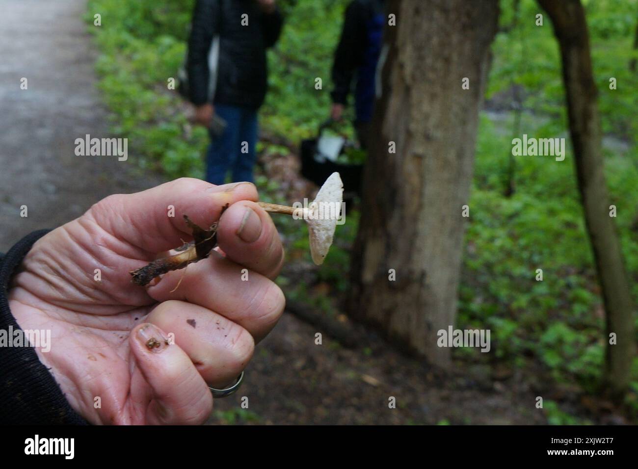 Spring Polypore (Lentinus arcularius) Fungi Stock Photo - Alamy