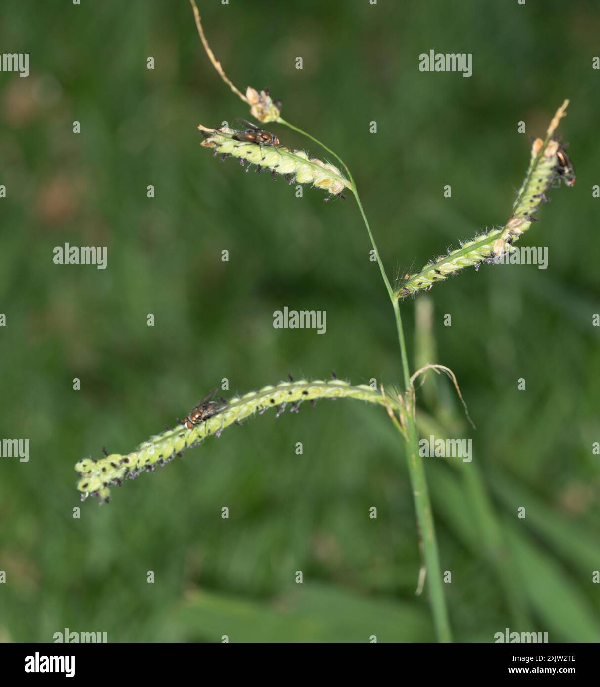 Dallis grass (Paspalum dilatatum) Plantae Stock Photo - Alamy