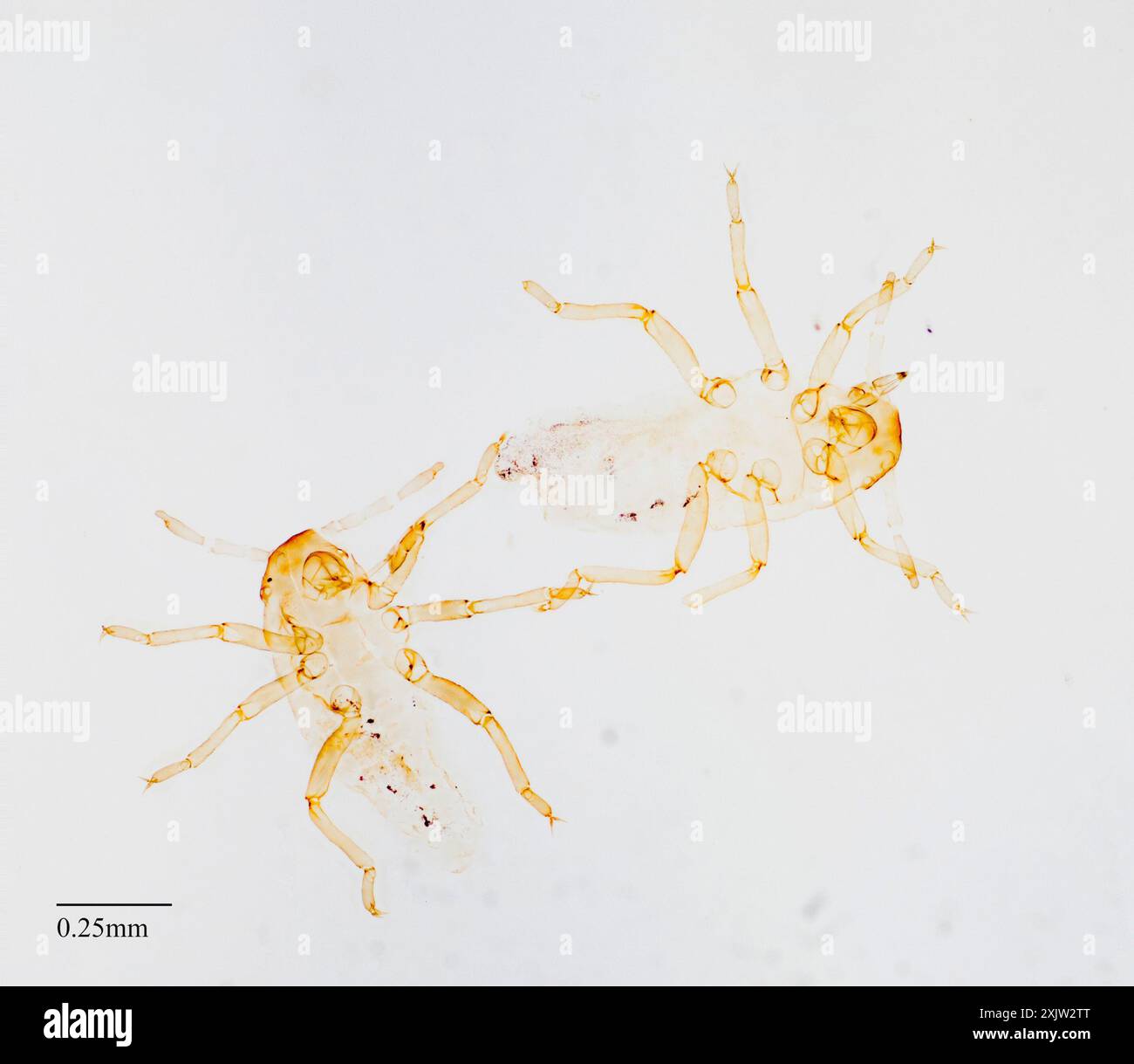 Poplar Leaf-stem Gall Aphids (Pemphigus) Insecta Stock Photo - Alamy