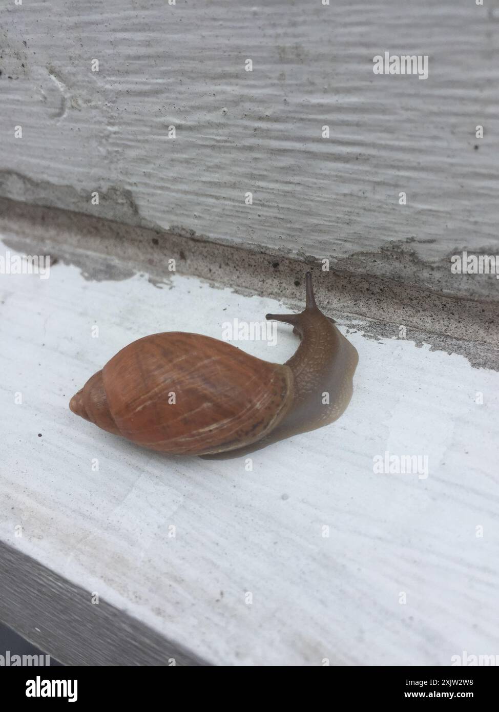 Rosy Wolfsnail (Euglandina rosea) Mollusca Stock Photo - Alamy