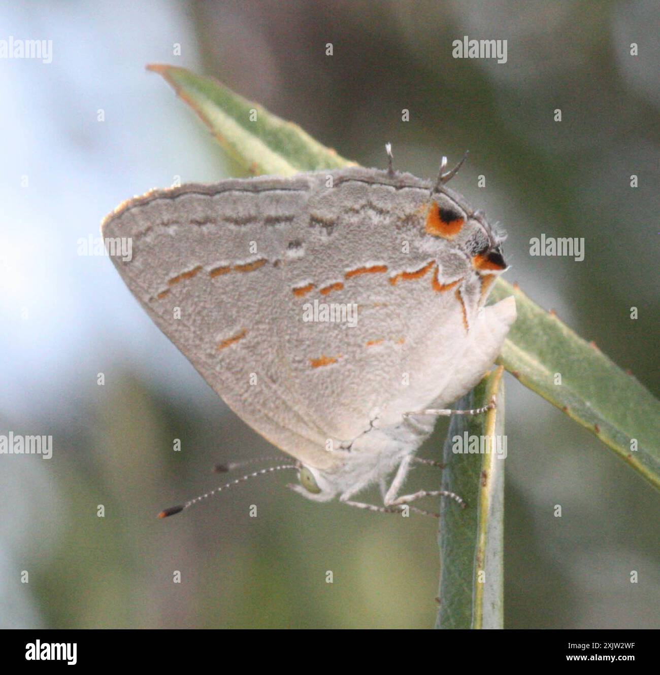 Leda Ministreak (Ministrymon leda) Insecta Stock Photo - Alamy